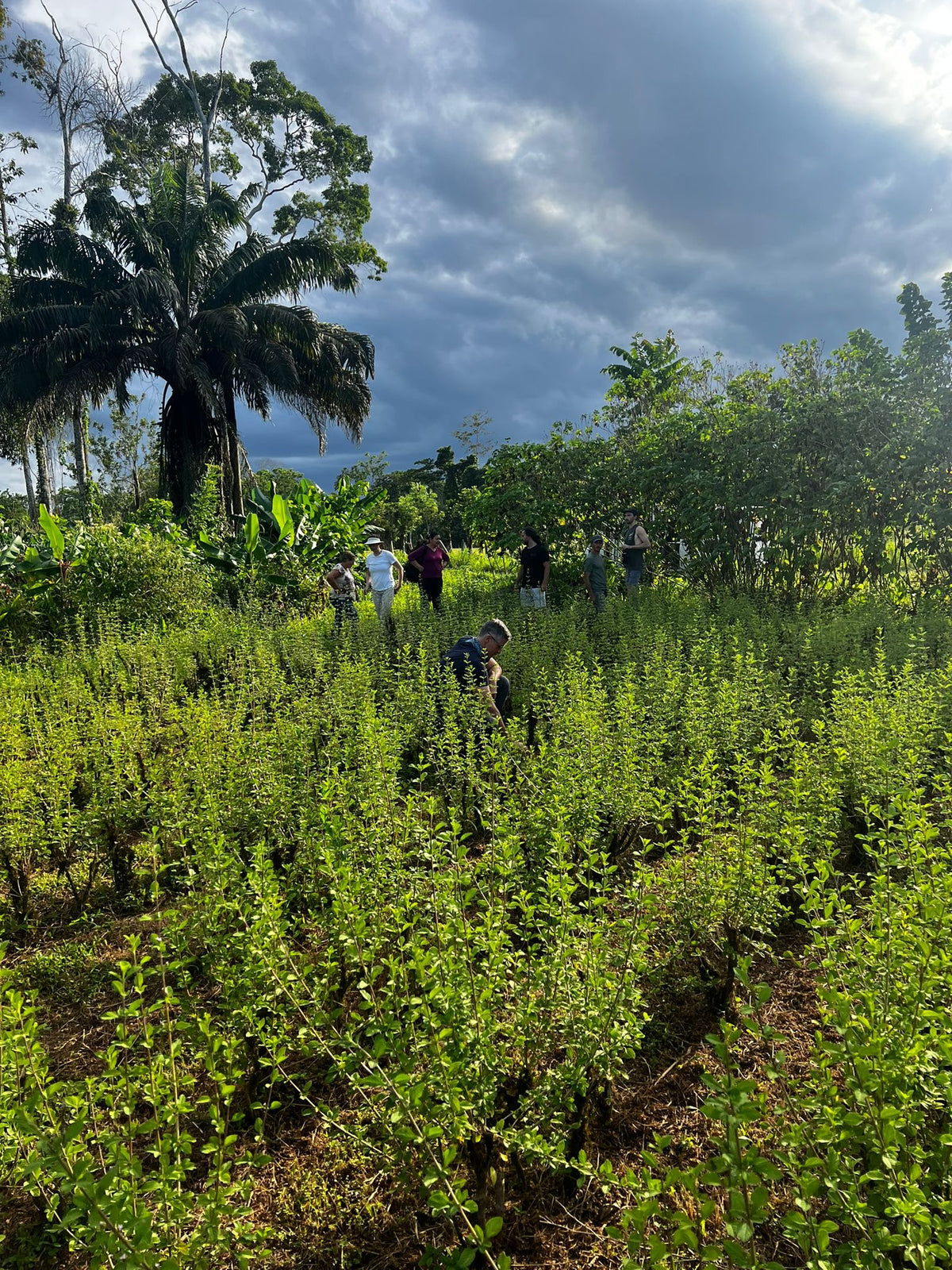 Regenerative Farming – Thrive Natural Care